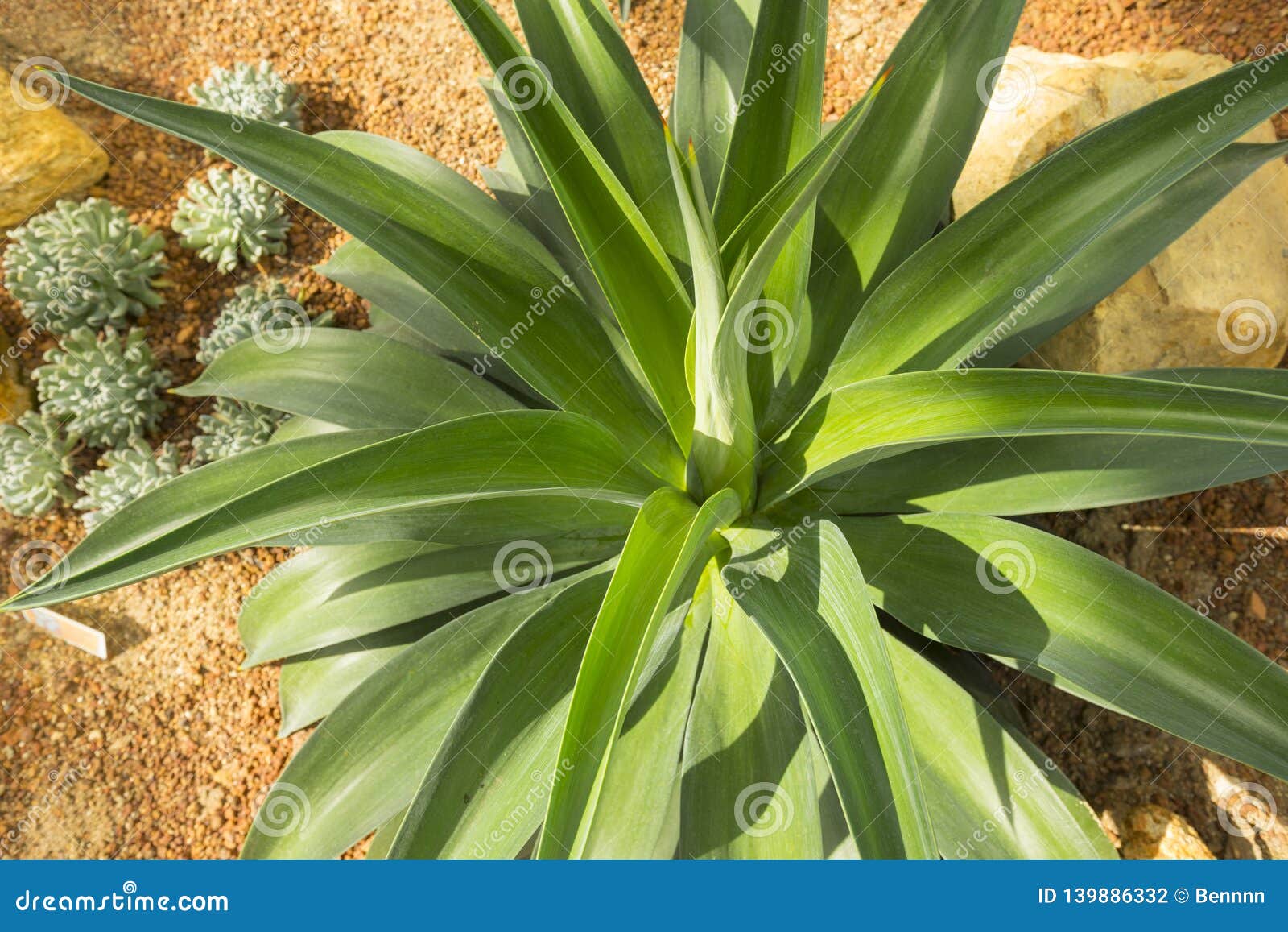 Agave succulent plant stock photo. Image of houseplant - 139886332