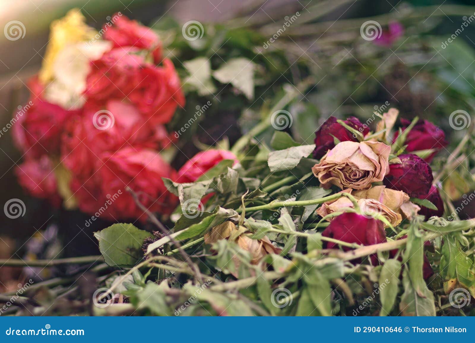 Close-up of Aged Roses on the Compost. Stock Photo - Image of ideas ...