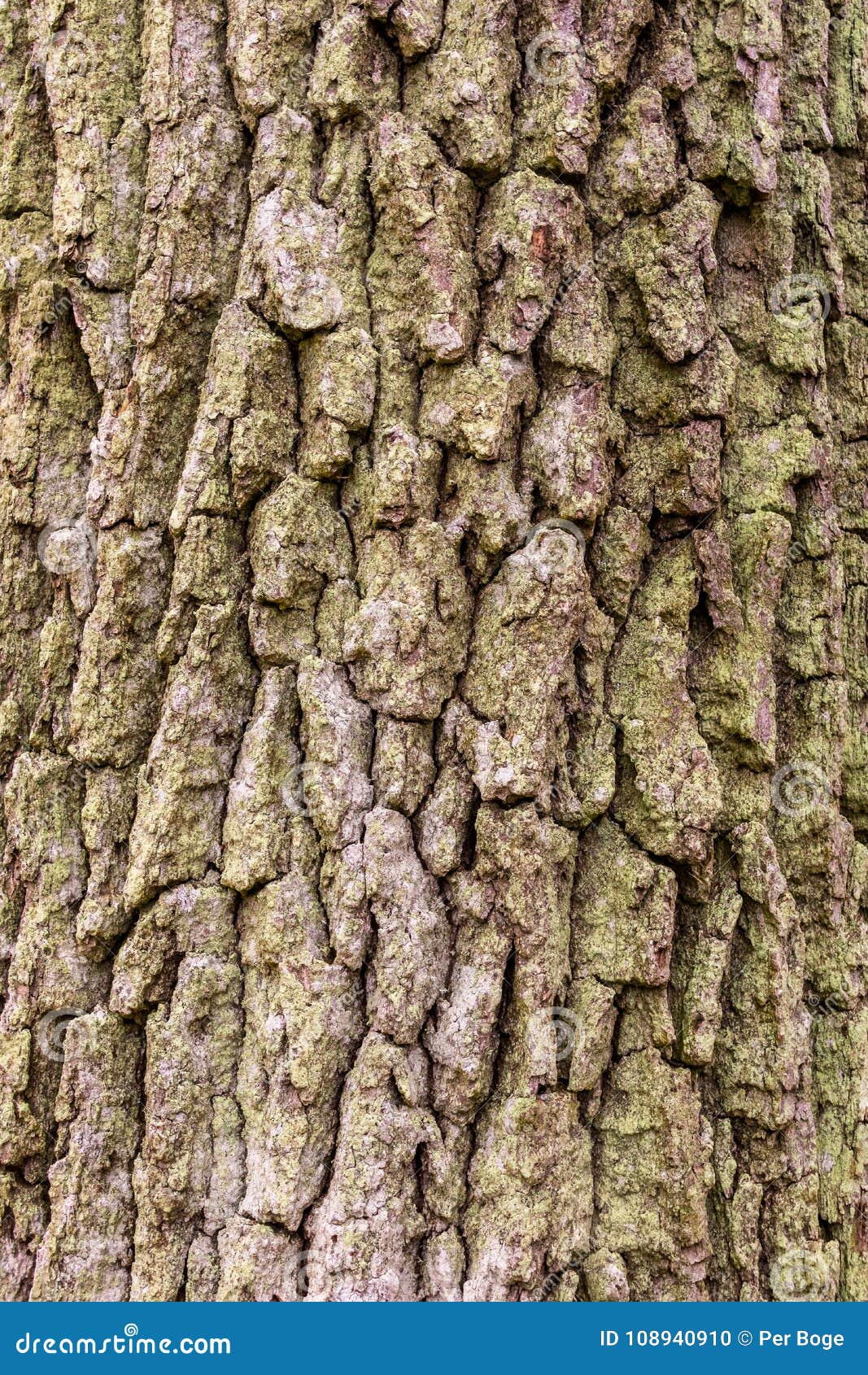 Aged and Weathered Oak Tree Texture Stock Photo - Image of bark, trunk ...