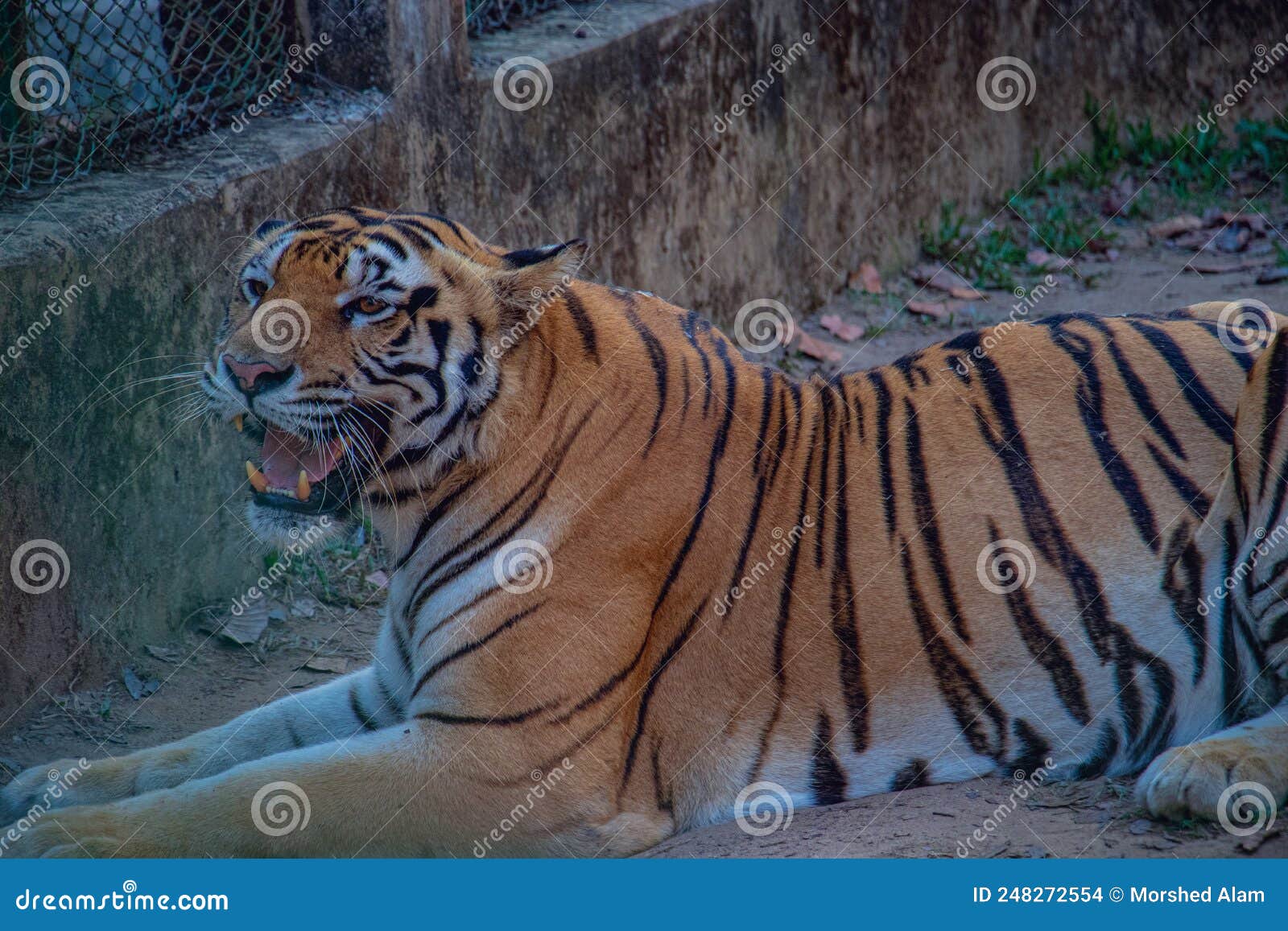 Close Up of an Aggressive Bengal Tiger Stock Photo - Image of alone ...