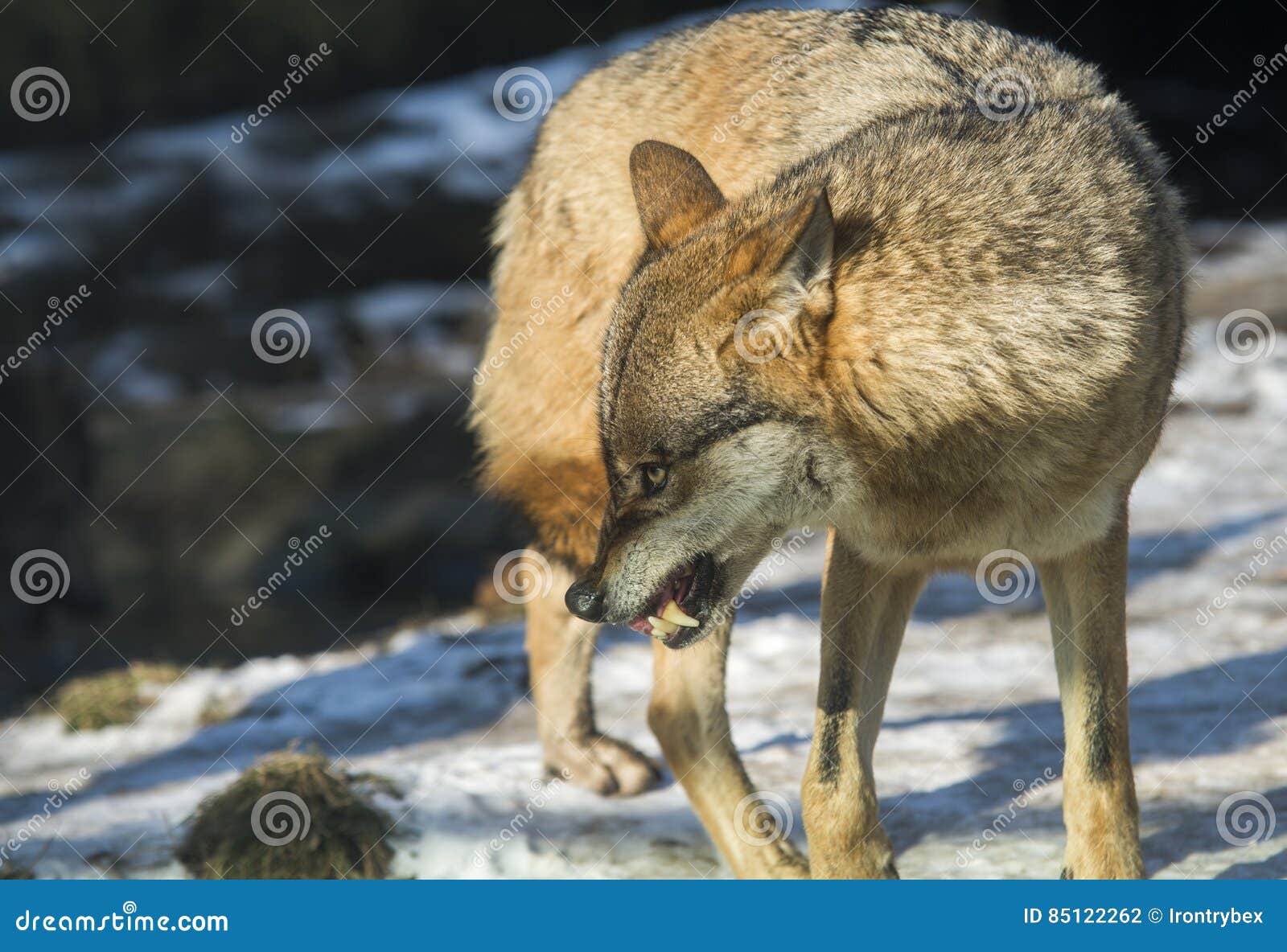 Close Up on Aggressive Wolf Stuffed, Winter Stock Photo - Image of wolf ...