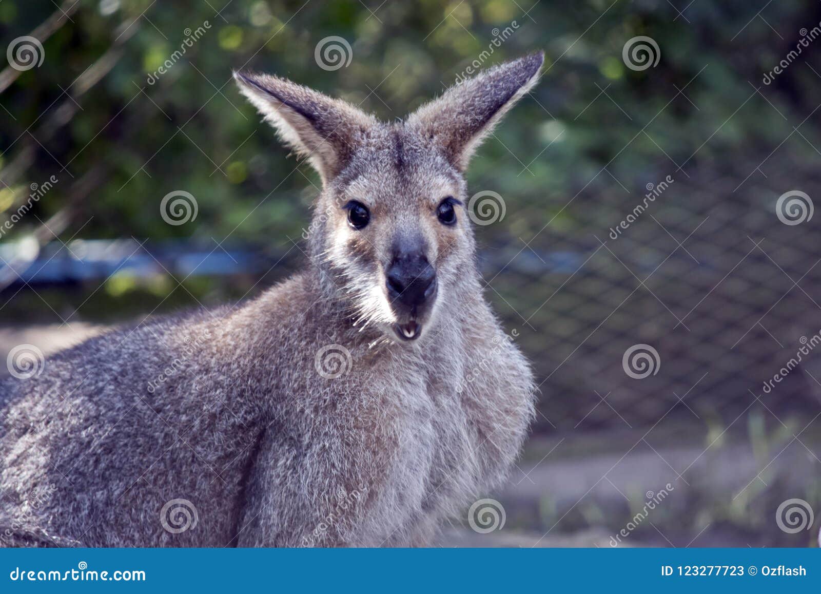 A agile wallaby stock image. Image of muscular, wallaby - 123277723