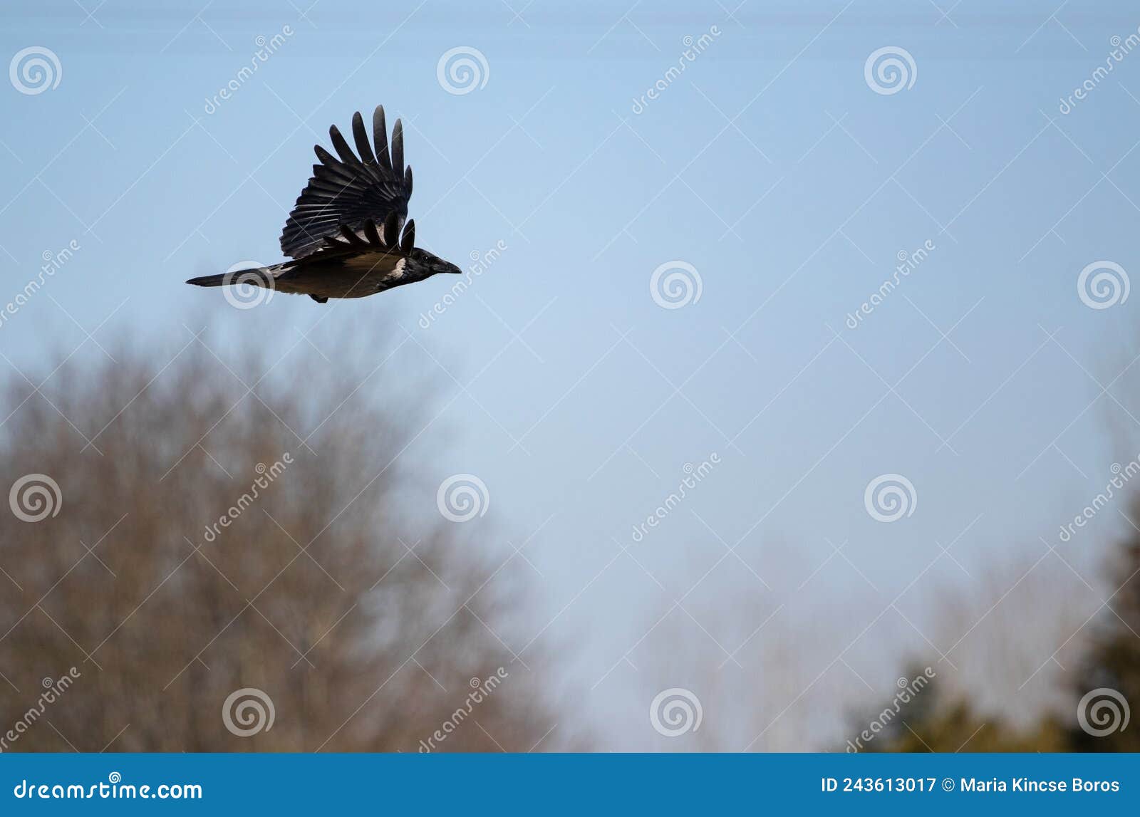 Flying Crow on the Blue Sky Stock Image - Image of flying, feather ...