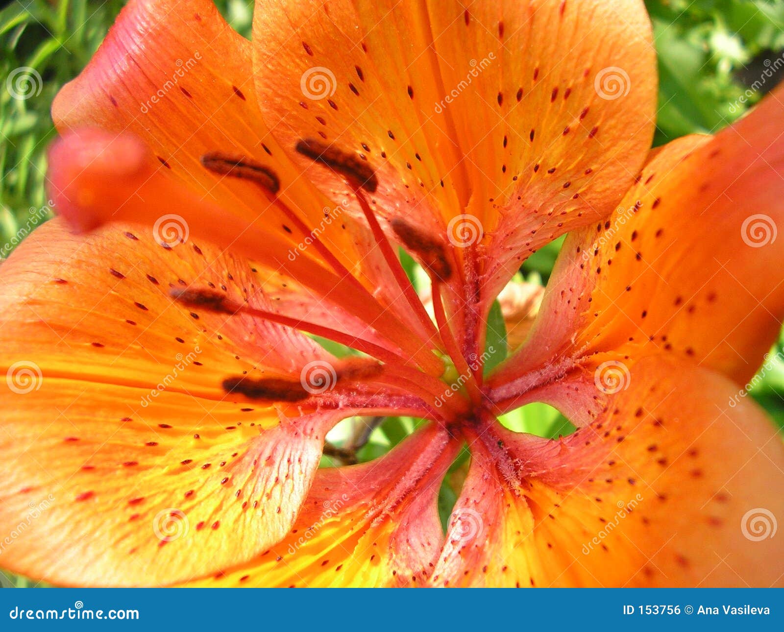 Close-Up Alaranjado Da Flor Foto de Stock - Imagem de pétala, exterior ...