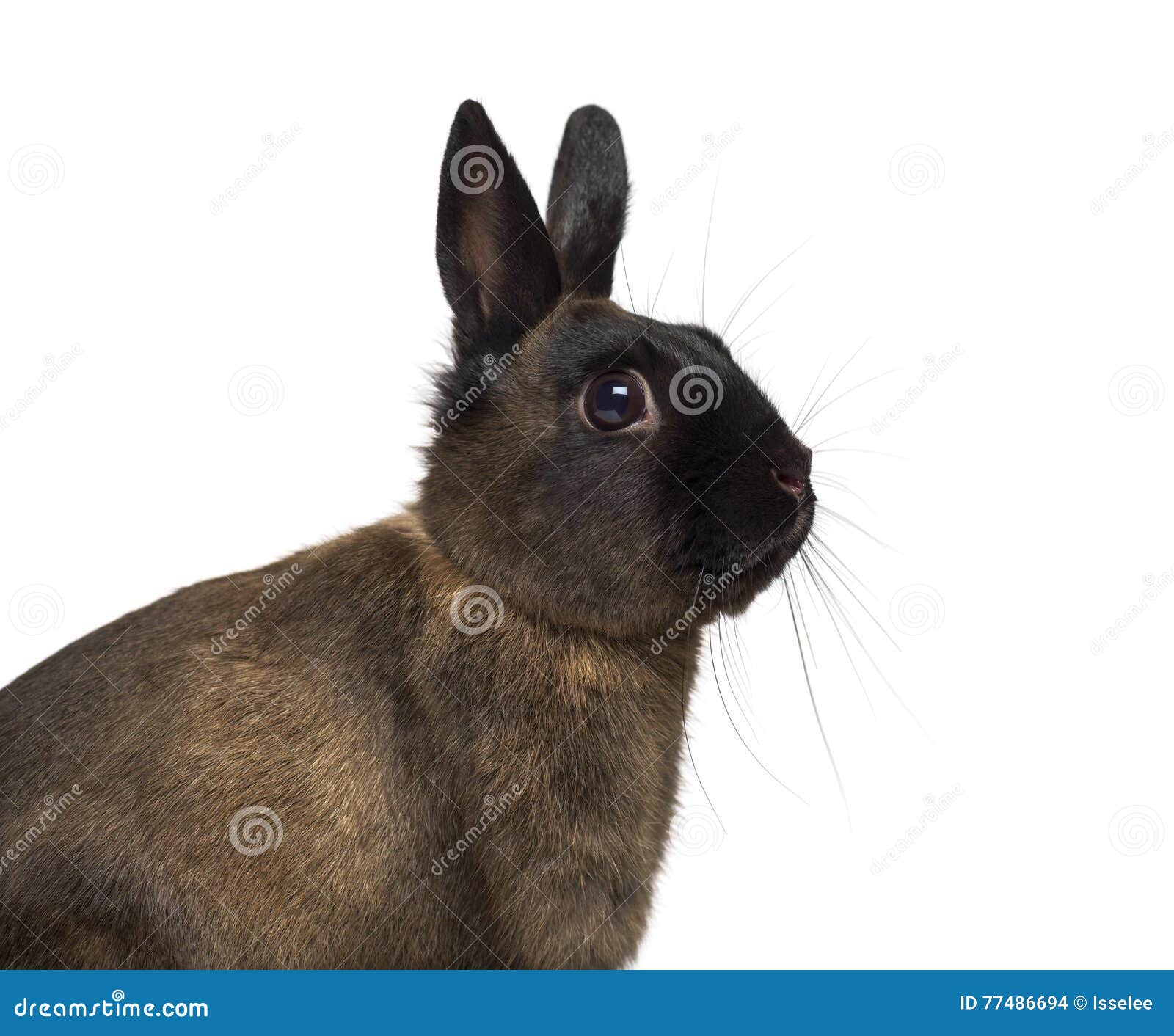Close-up of an Alaska Rabbit Stock Photo - Image of isolated, side ...