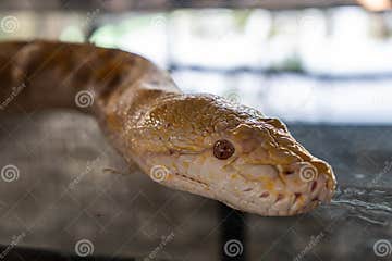 Snake Head Close-up. Close Up of a Albino Burmese Python Stock Image ...