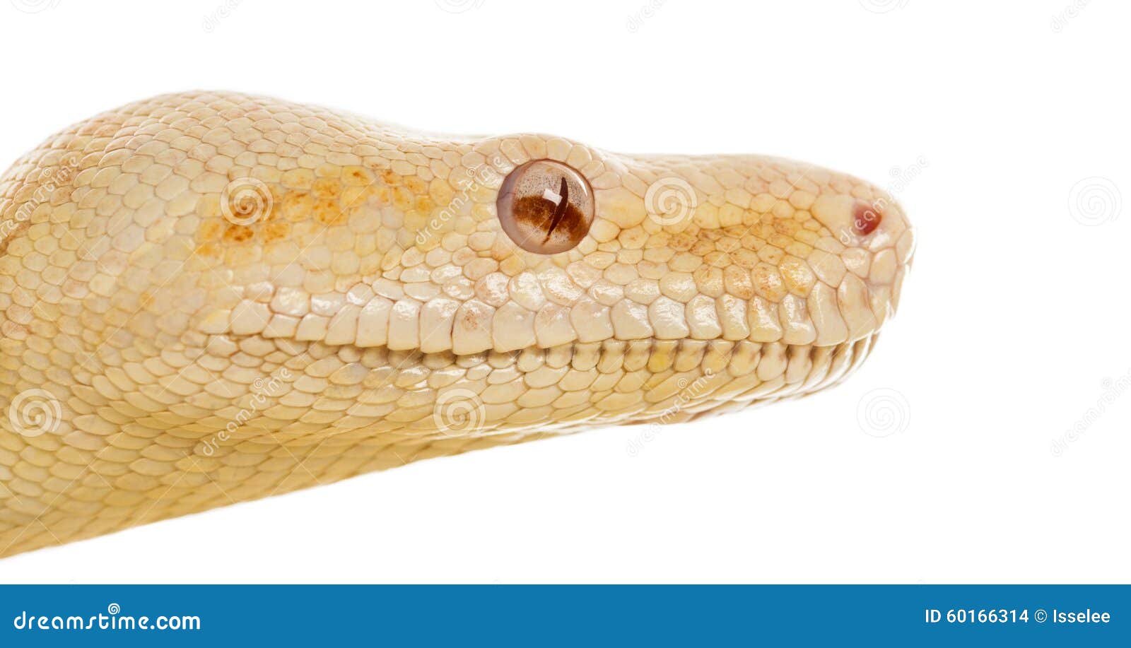 Close-up of an Albino Royal Python Stock Photo - Image of close, python ...