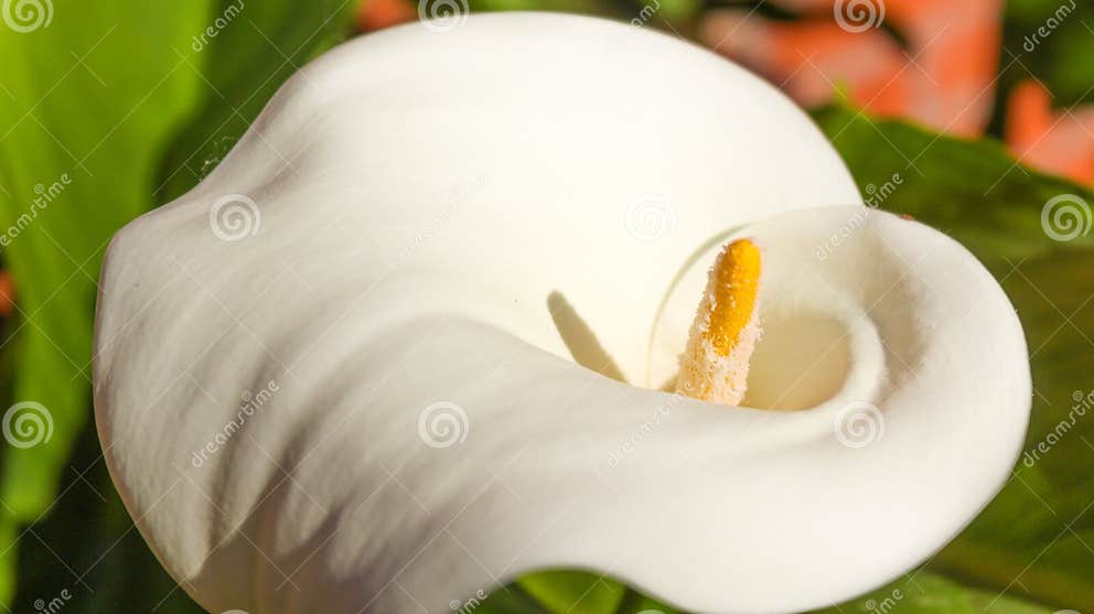Close Up of an Alcatraz Flower Stock Image - Image of botanical, bright ...