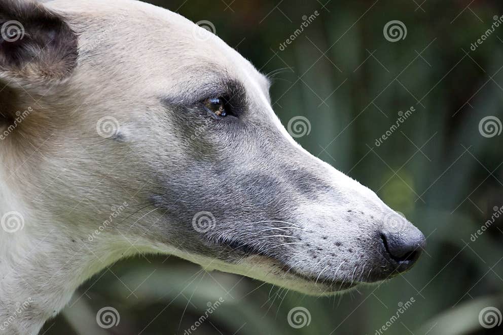 Close Up of Alert Face of Whippet Stock Image - Image of adorable ...