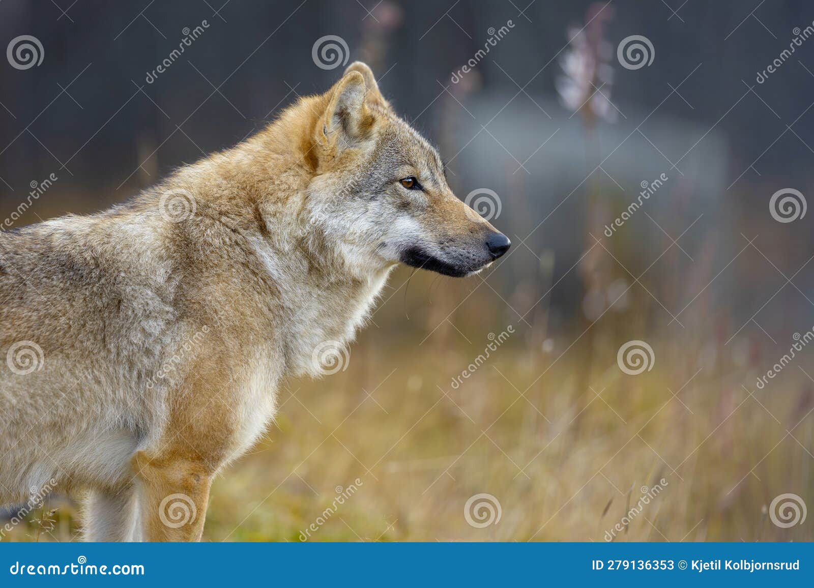Close-up of Alert Female Grey Wolf Standing in the Forest Stock Image ...