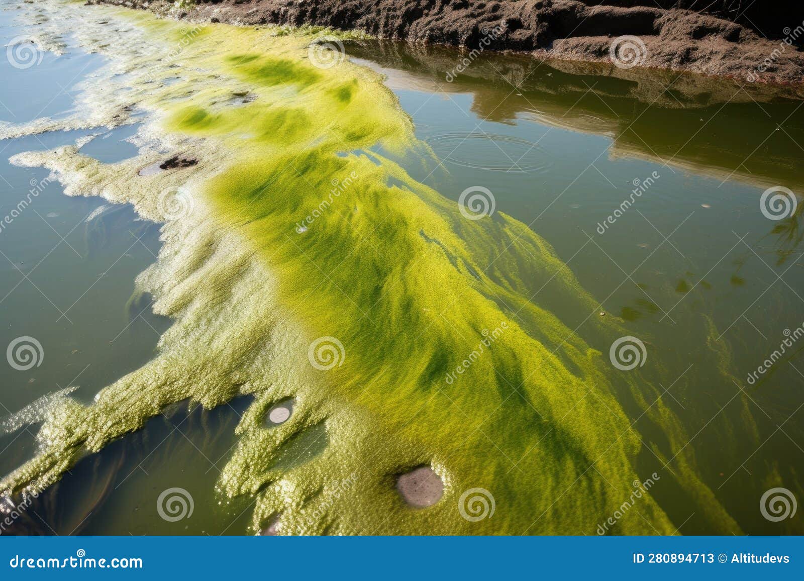 Close-up of Algae Bloom in Waterway Caused by Agricultural Runoff Stock ...