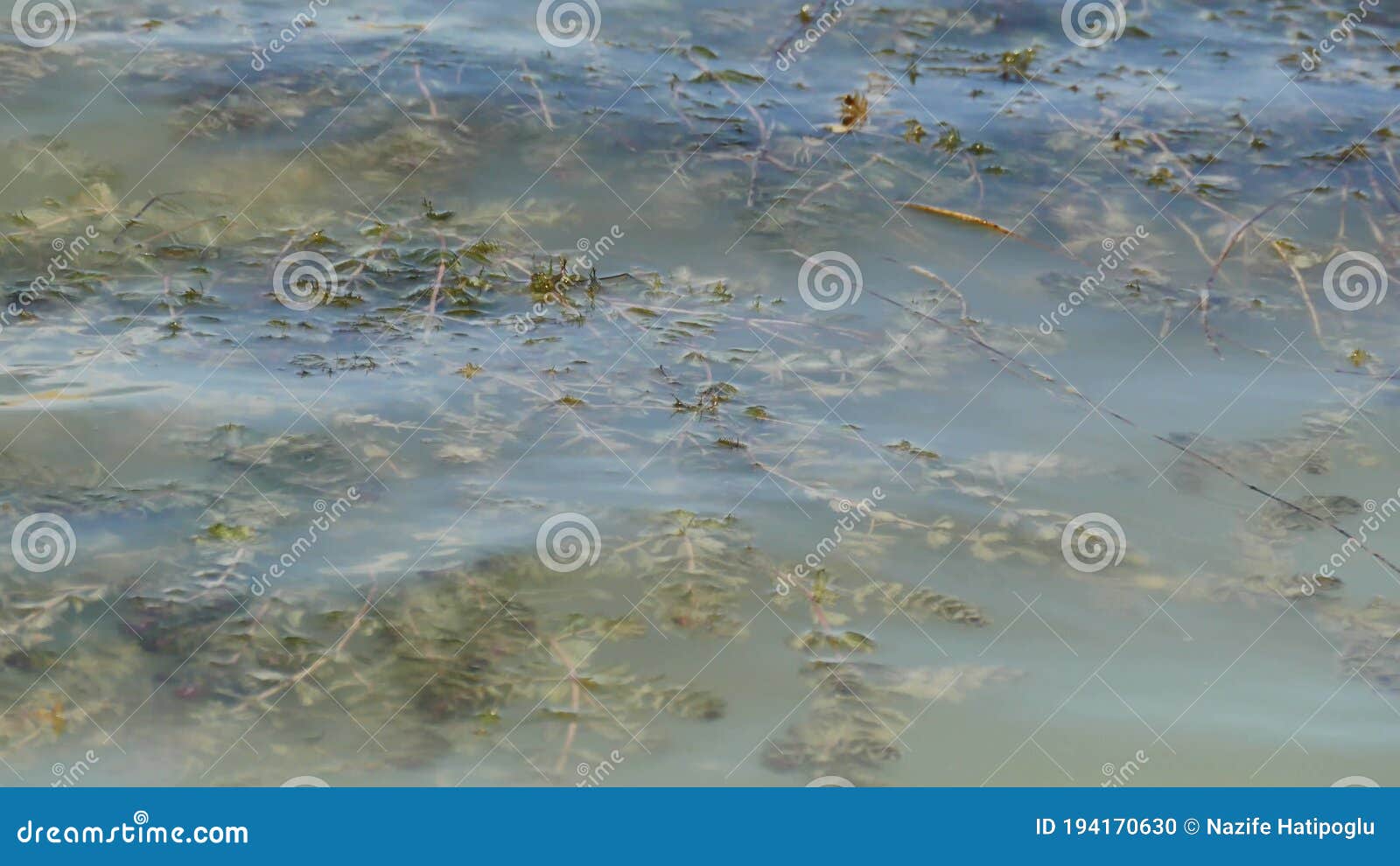 Close-up of Algae Formed in the Lake, Fresh Water Algae Stock Footage ...