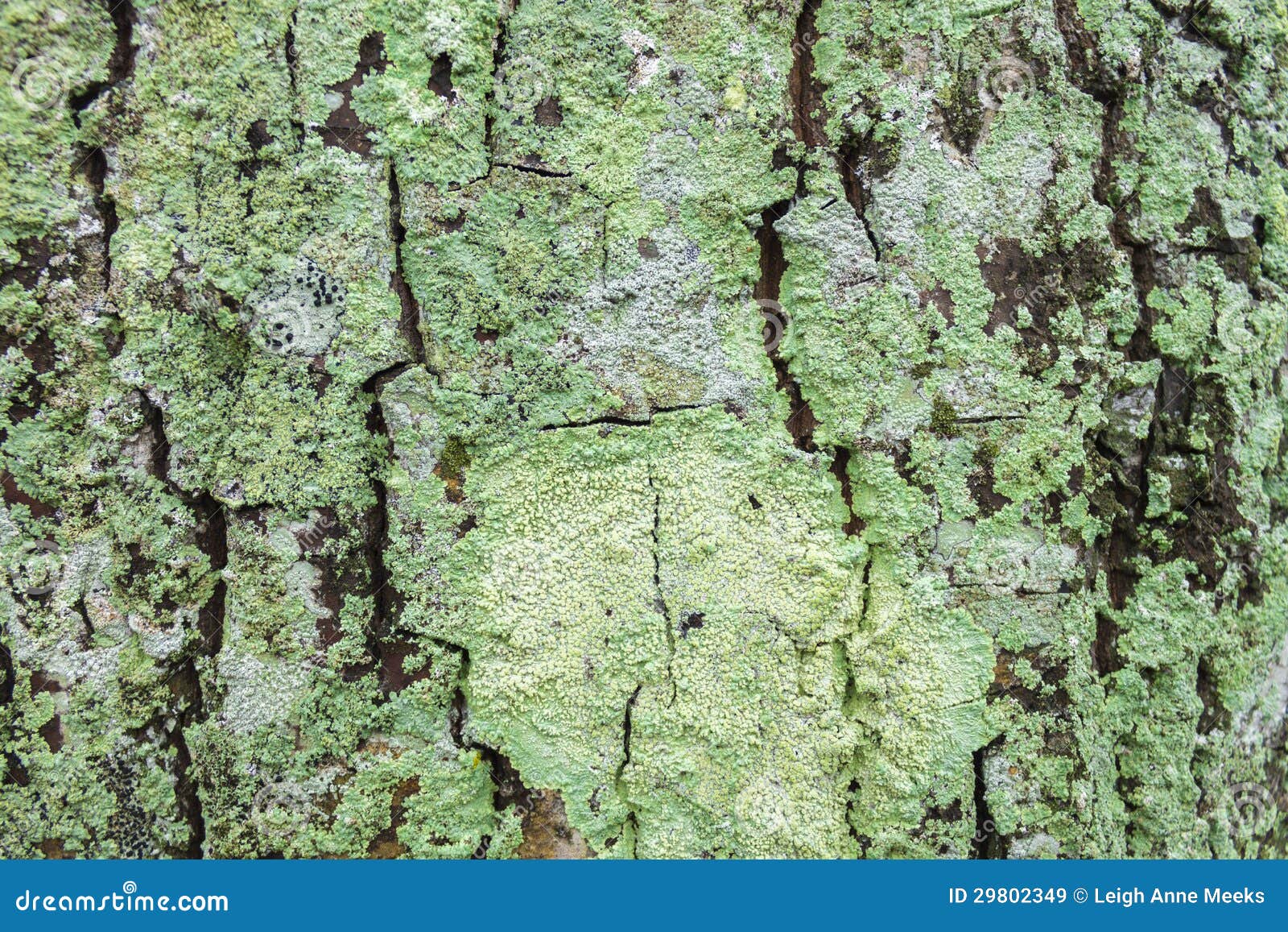 Tree Algae stock image. Image of white, grey, brown, abstract - 29802349