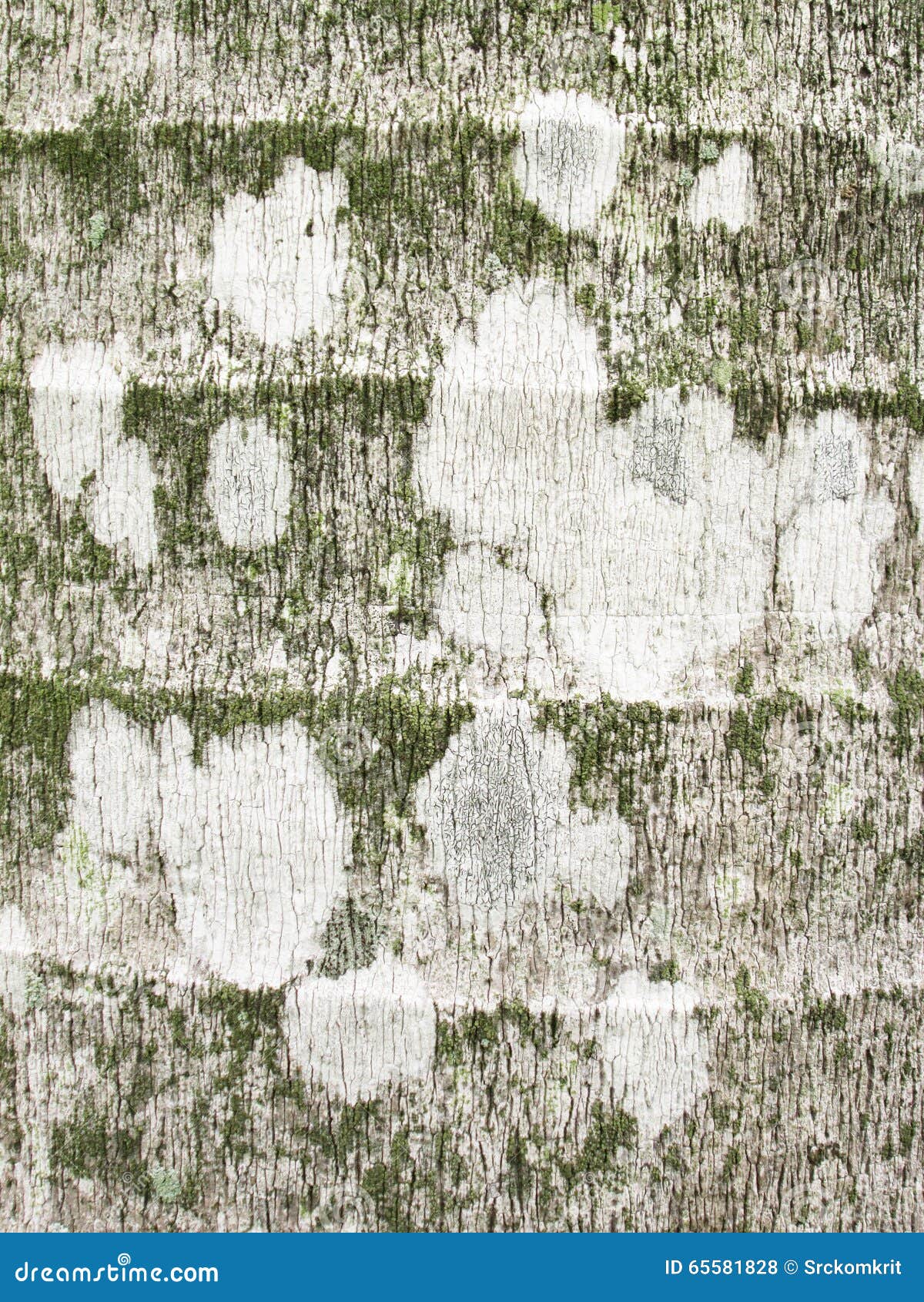 Close-up of Algae, Moss and Lichen Growing on Tree Trunk Stock Photo ...