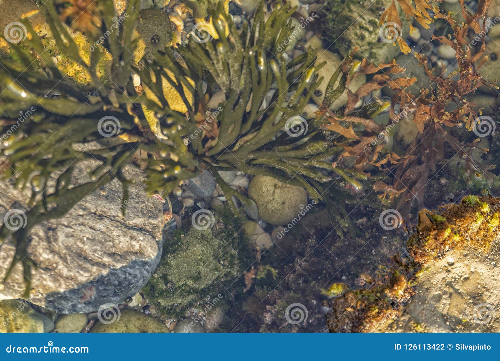 Close Up of Algae on Rock. Marine Life Stock Photo - Image of anemone ...
