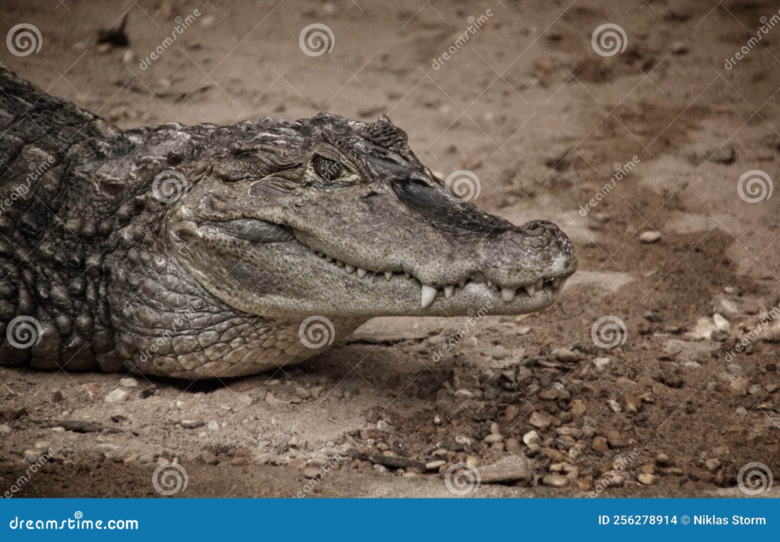 Close up of a Alligator stock photo. Image of lizard - 256278914