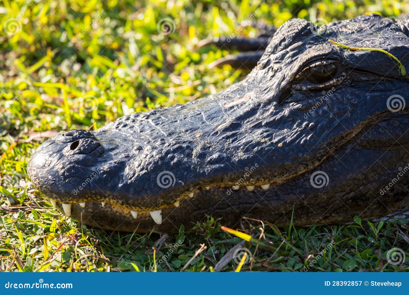 Close Up of Alligator in Everglades Stock Image - Image of national ...
