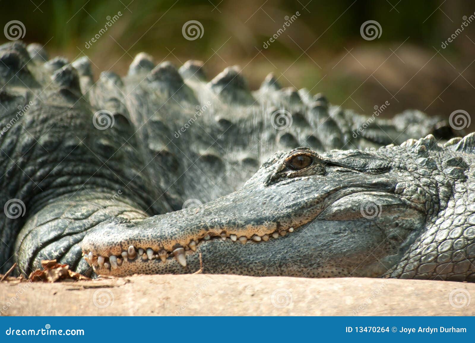 Close up of alligator face stock photo. Image of outside - 13470264