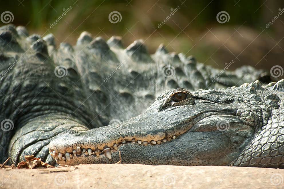 Close up of alligator face stock photo. Image of outside - 13470264