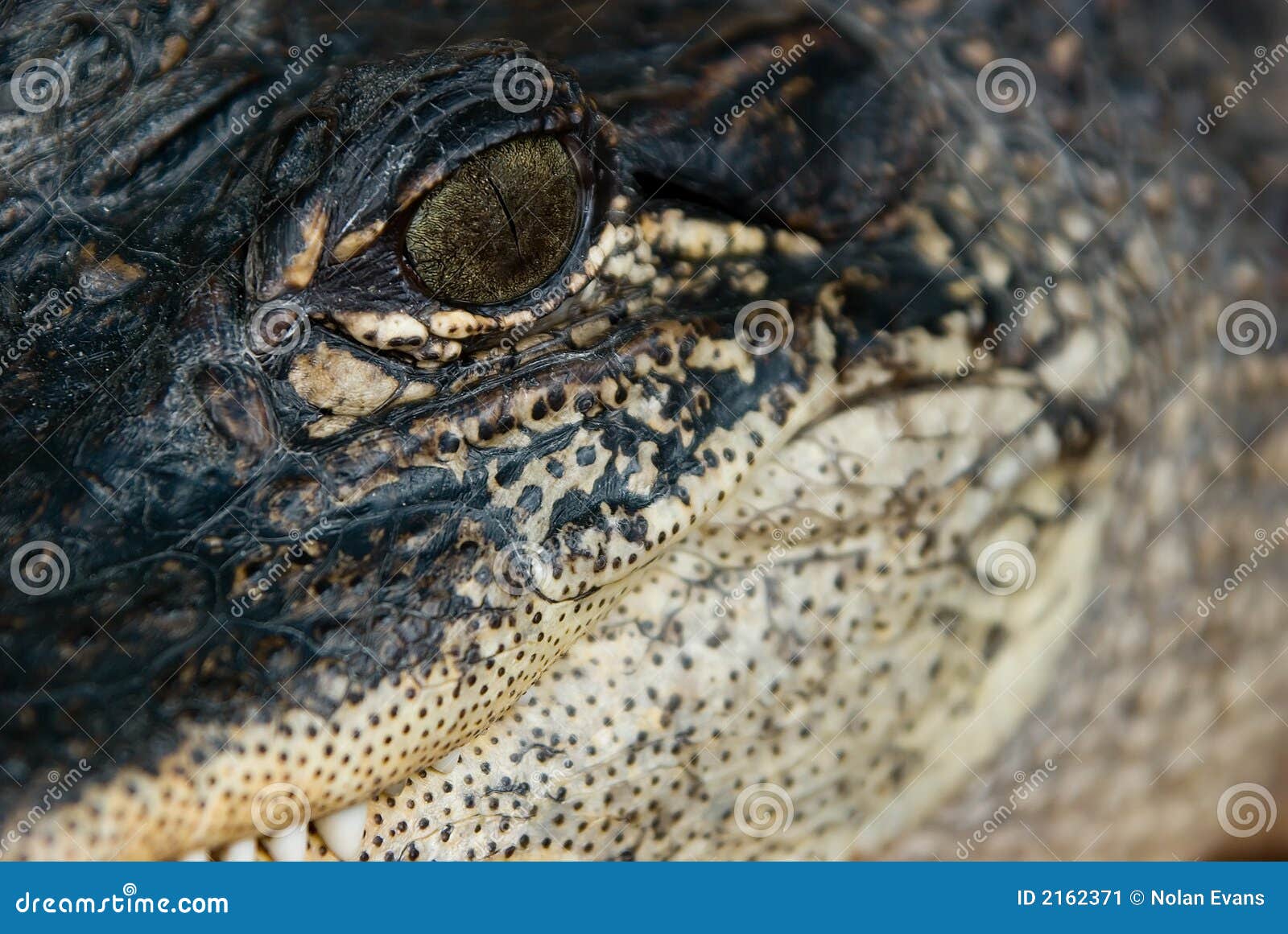 Close-Up Alligator Face stock image. Image of nature, lakeoswego - 2162371