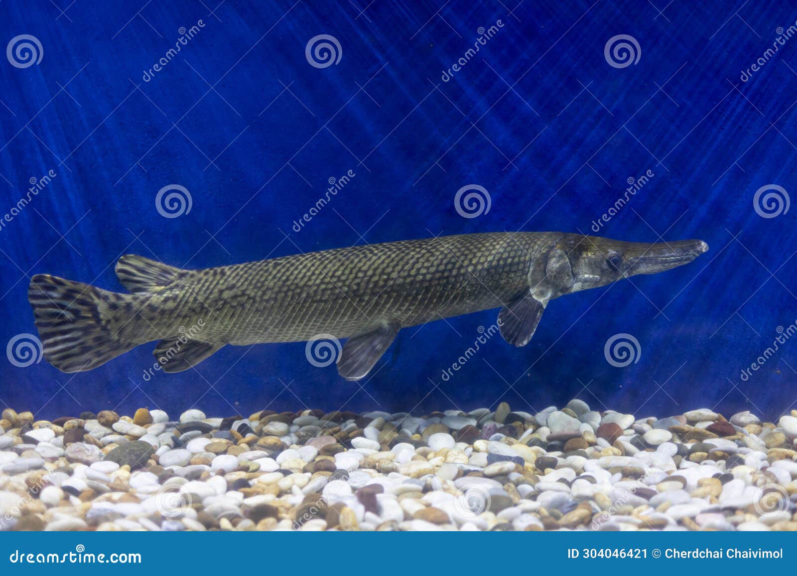 Close-up of Alligator Gar in the Aquarium. Stock Image - Image of ...