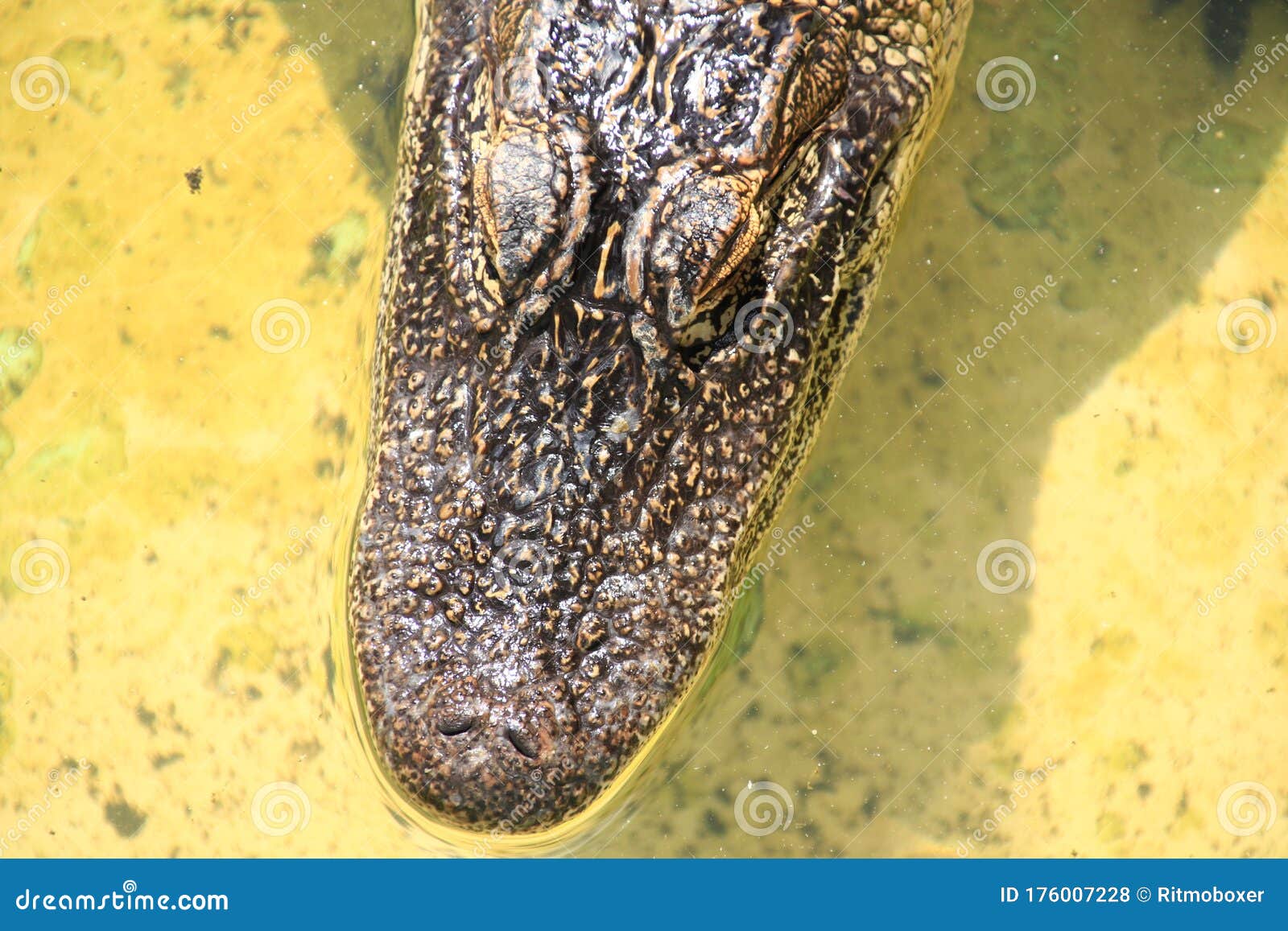 Close Up of an Alligator Head in Florida Stock Photo - Image of head ...