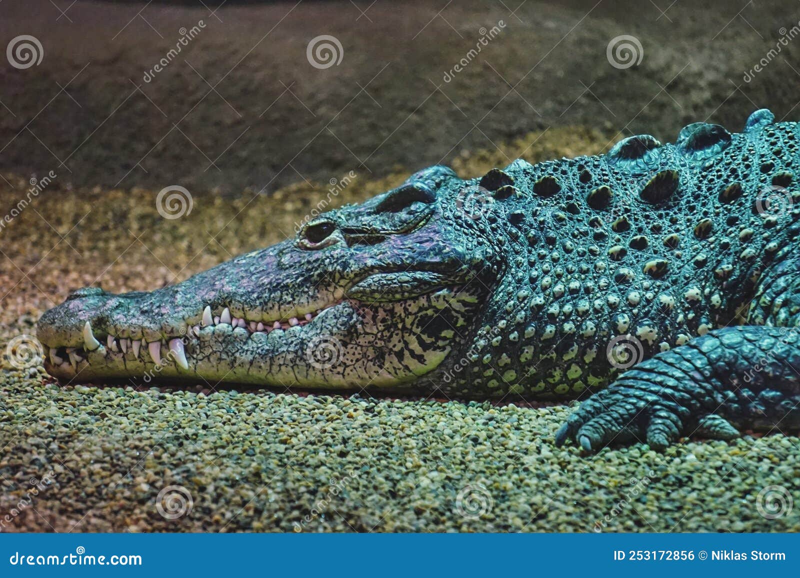 Close-up of Alligator on Land Stock Photo - Image of alligator, land ...