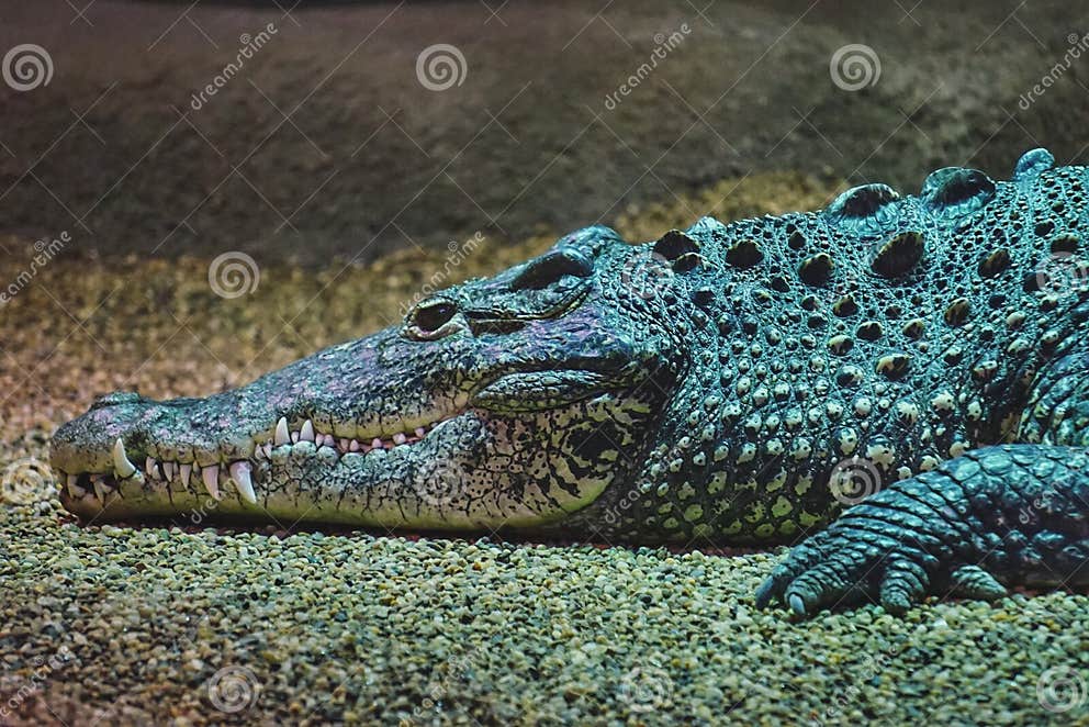 Close-up of Alligator on Land Stock Photo - Image of alligator, land ...