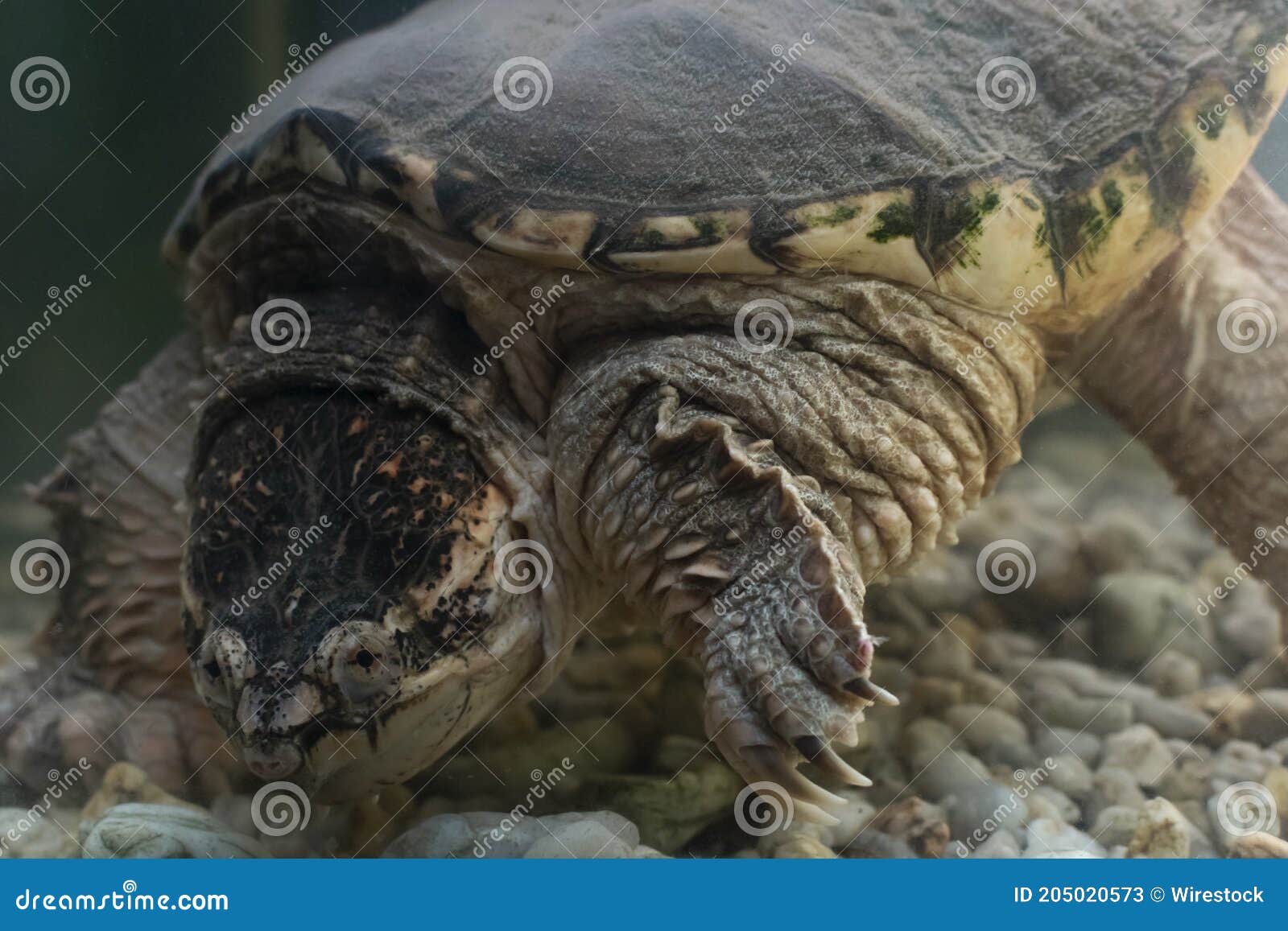 A Close Up of an Alligator Snapping Turtle Underwater Stock Image ...