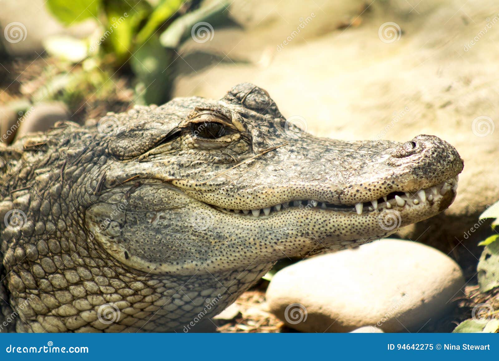Close Up of Alligators Face Stock Image - Image of black, white: 94642275