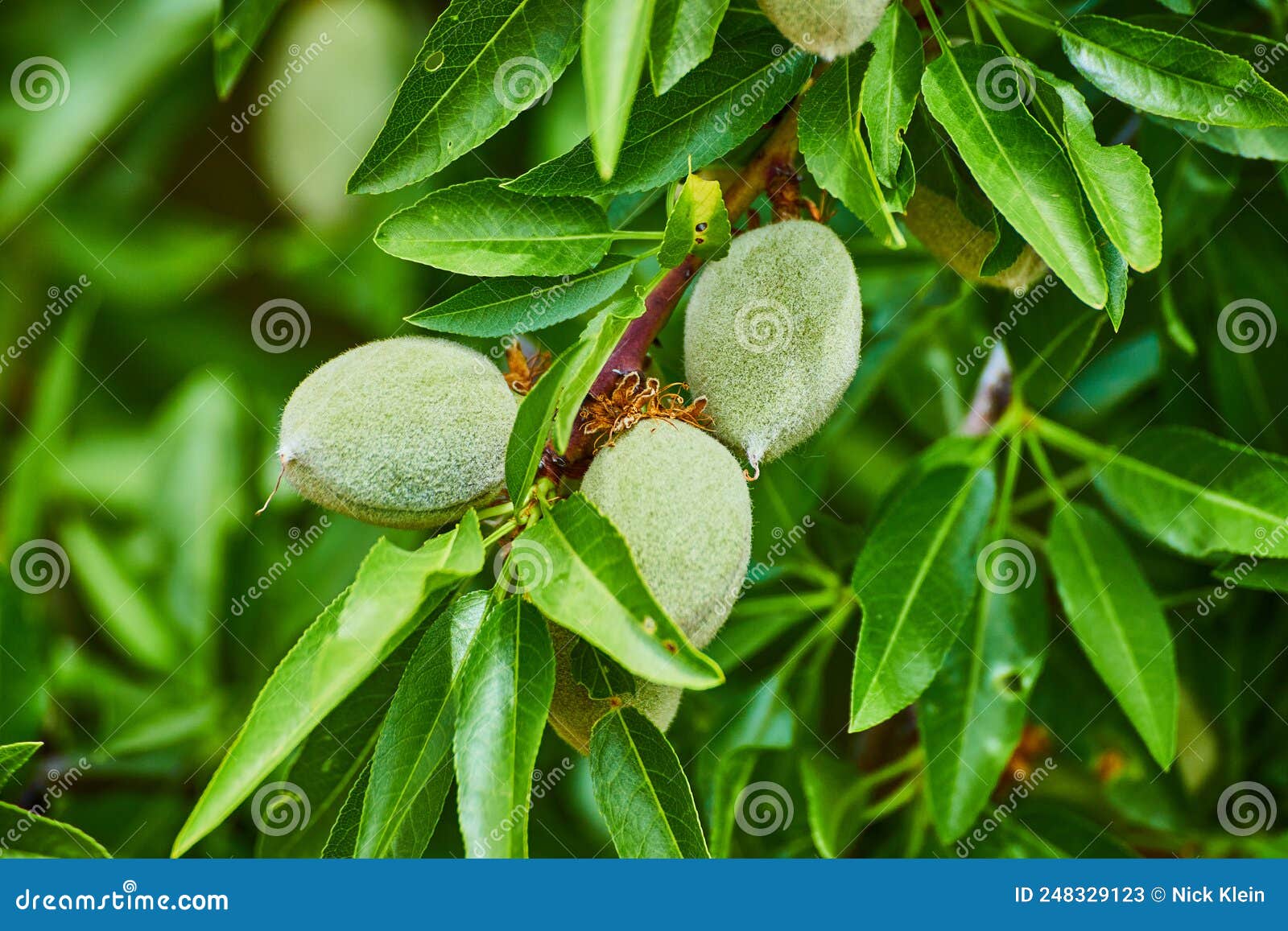Close Up of Almond Tree Branch with Three Almond Fruits Stock Image ...