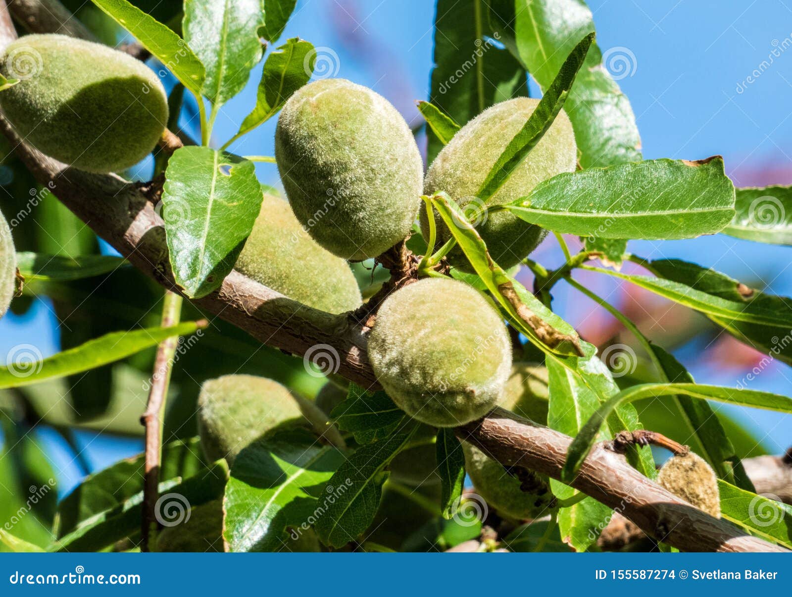 Close-up of Almonds on Tree, Green Almonds Stock Photo - Image of leaf ...