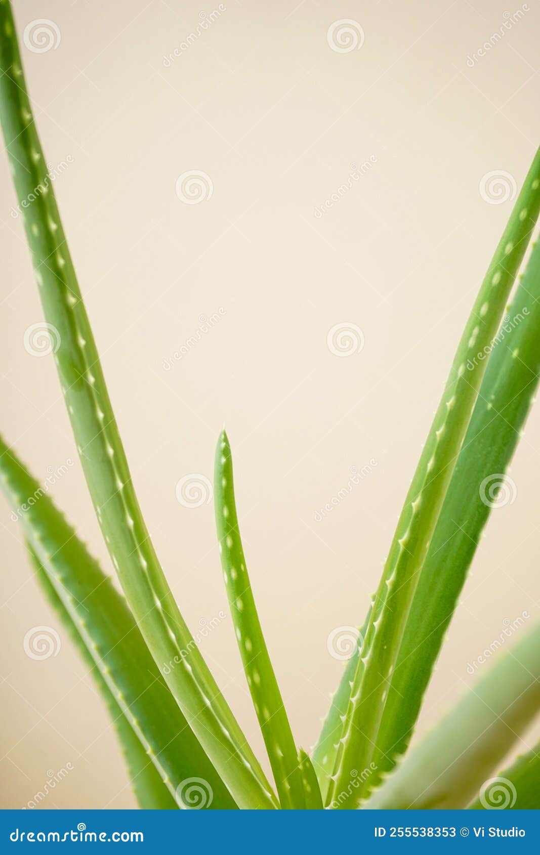 Close-up Aloe Vera on a Beige Background, Space for Text. Vertically ...