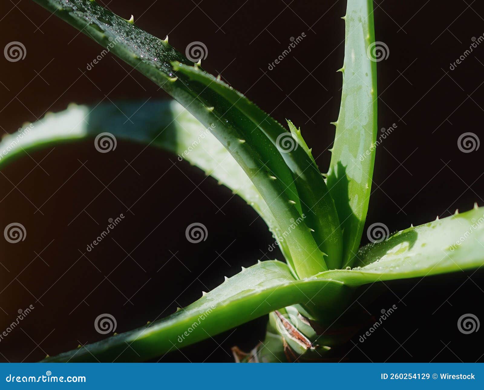 Close Up of a Aloe Vera Growing Tip in the Sunlight Stock Image - Image ...