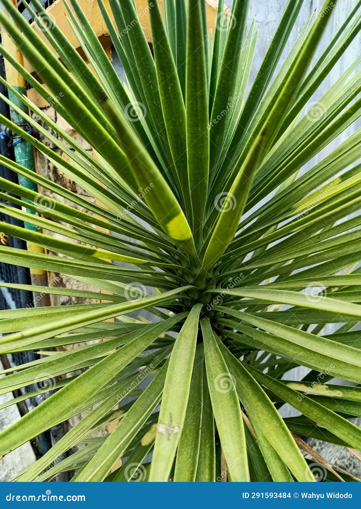 Close Up of Aloe Yucca Plant Stock Photo - Image of white, floral ...
