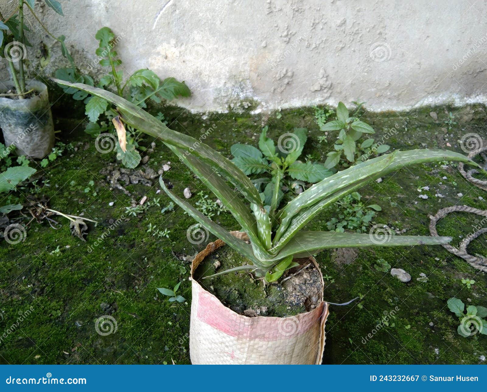 Alovera Green Leaf in the Garden Stock Image - Image of houseplant ...