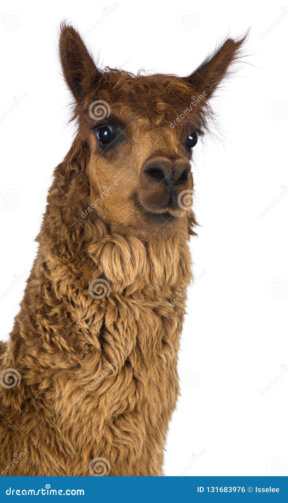Close-up of Alpaca Against White Background Stock Photo - Image of shot ...