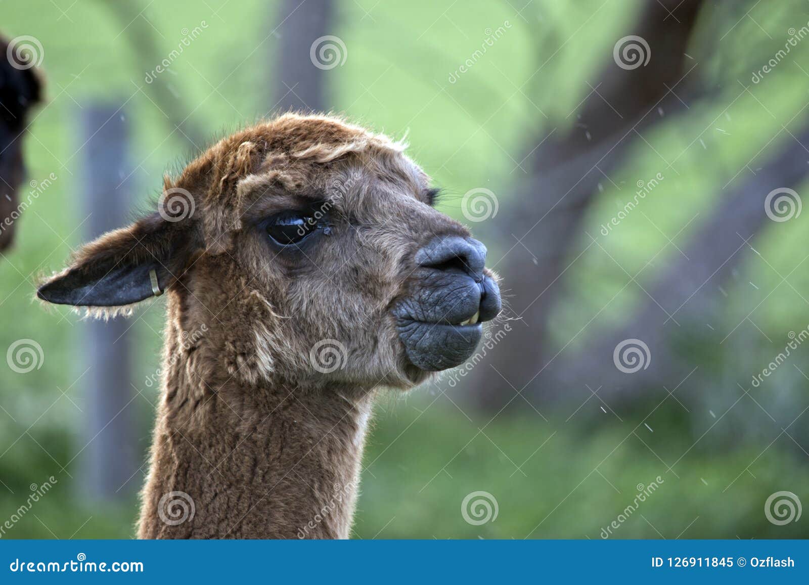 Alpaca is smiling stock image. Image of llama, farm - 126911845