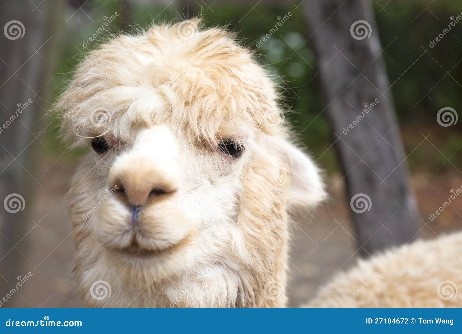 Close up of alpaca face stock photo. Image of wild, cute - 27104672