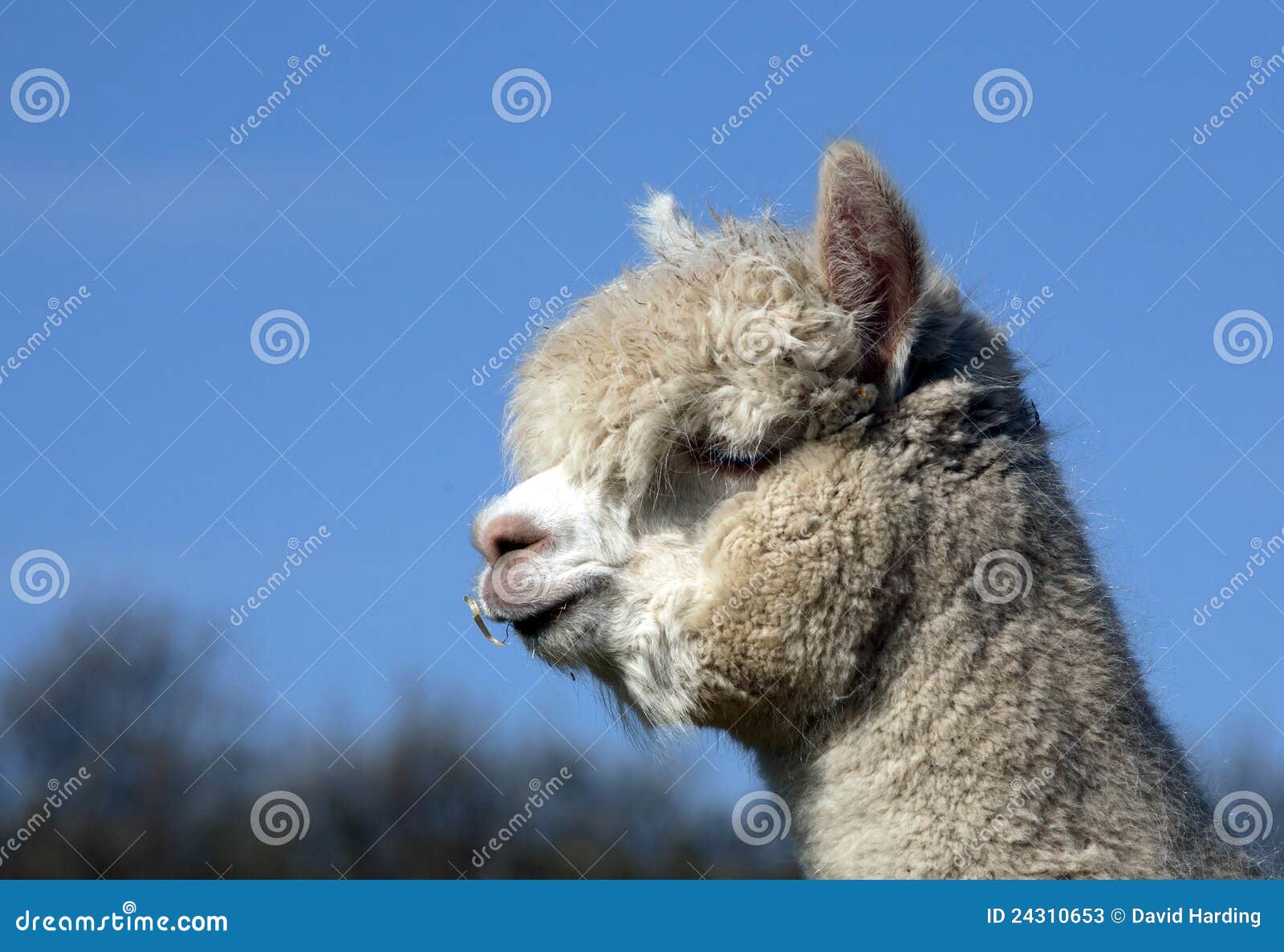 Close Up of Alpaca in Field Stock Image - Image of vicugna, alpaca ...