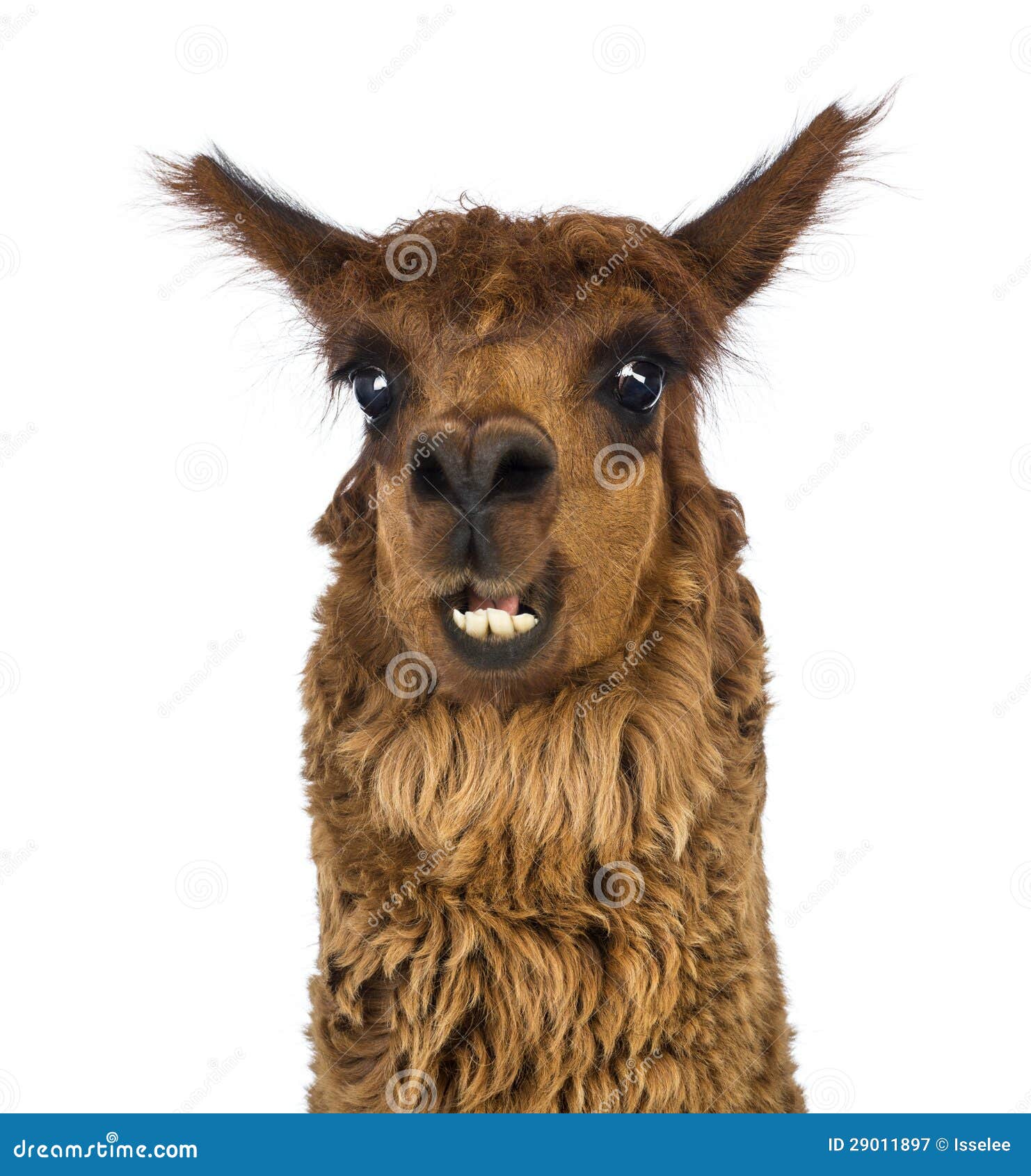 Close-up Of Alpaca Smiling Royalty Free Stock Photography - Image: 29011897