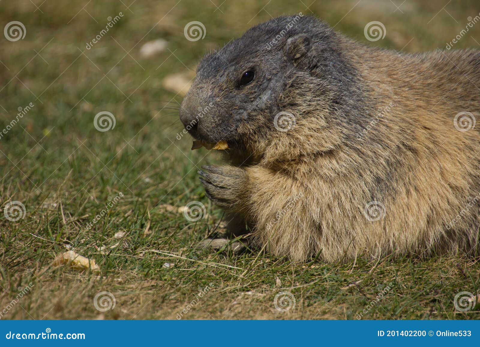 Close Up of an Alpine Marmot before Hibernating Stock Photo - Image of ...