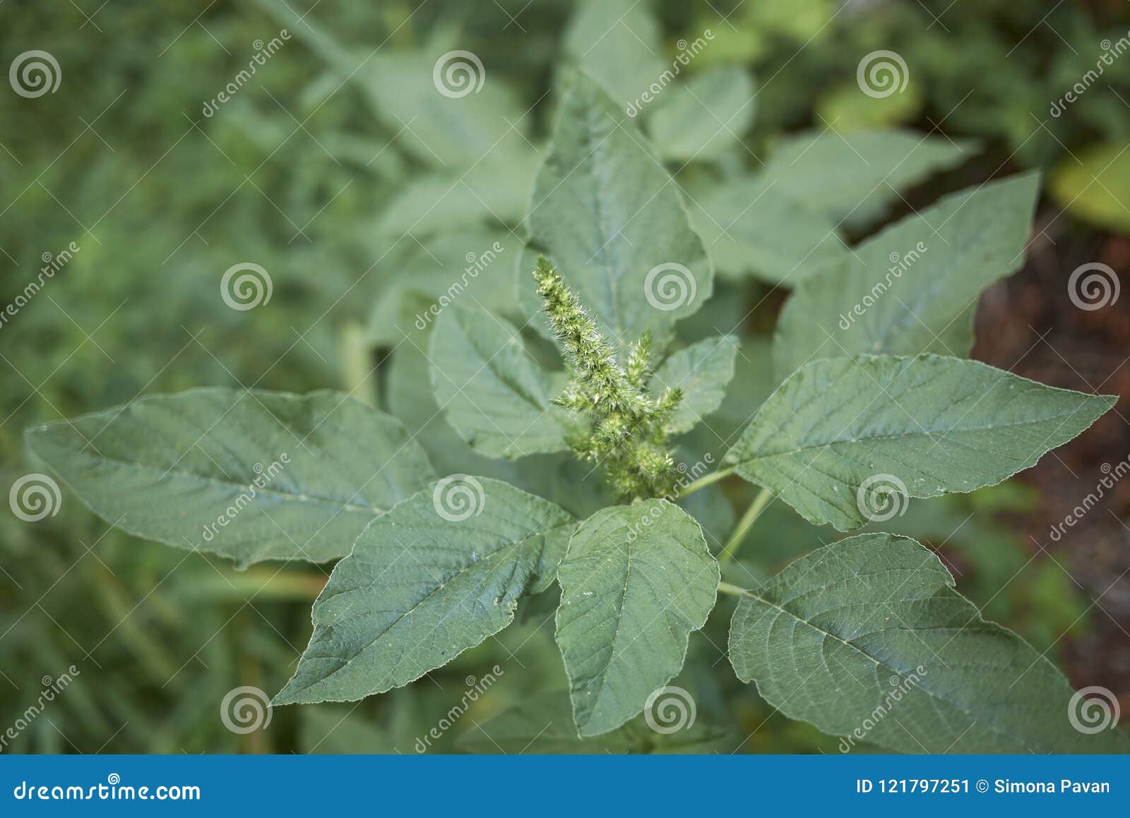 Amaranthus Retroflexus Red-root Amaranth, Redroot Pigweed, Common ...