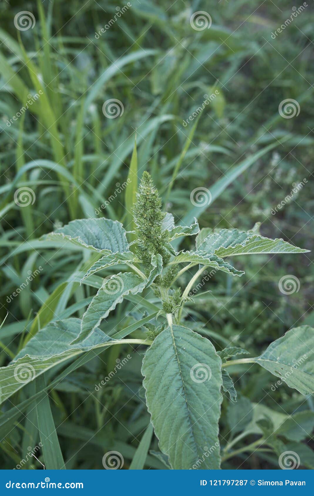 Amaranthus Retroflexus Plant Stock Image - Image of retroflexus, close ...
