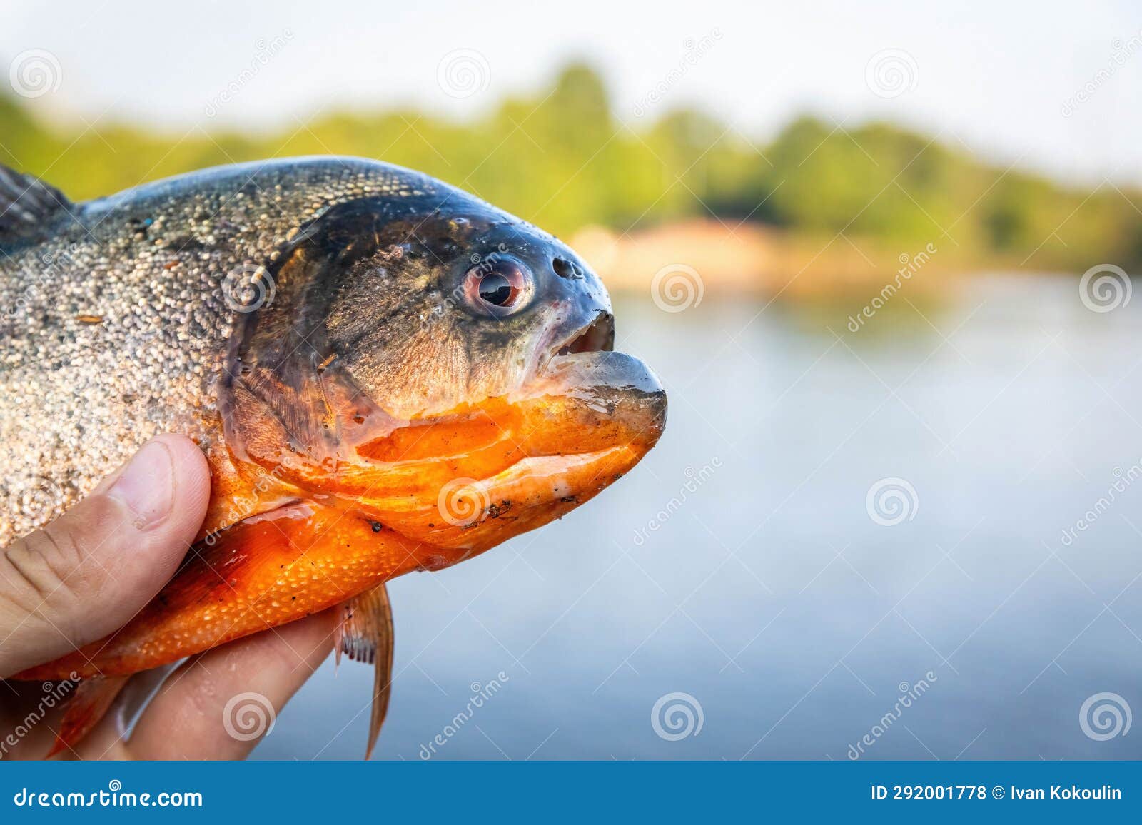 Close-up Amazon Brazil River Piranha Dangerous Fish Stock Photo - Image ...