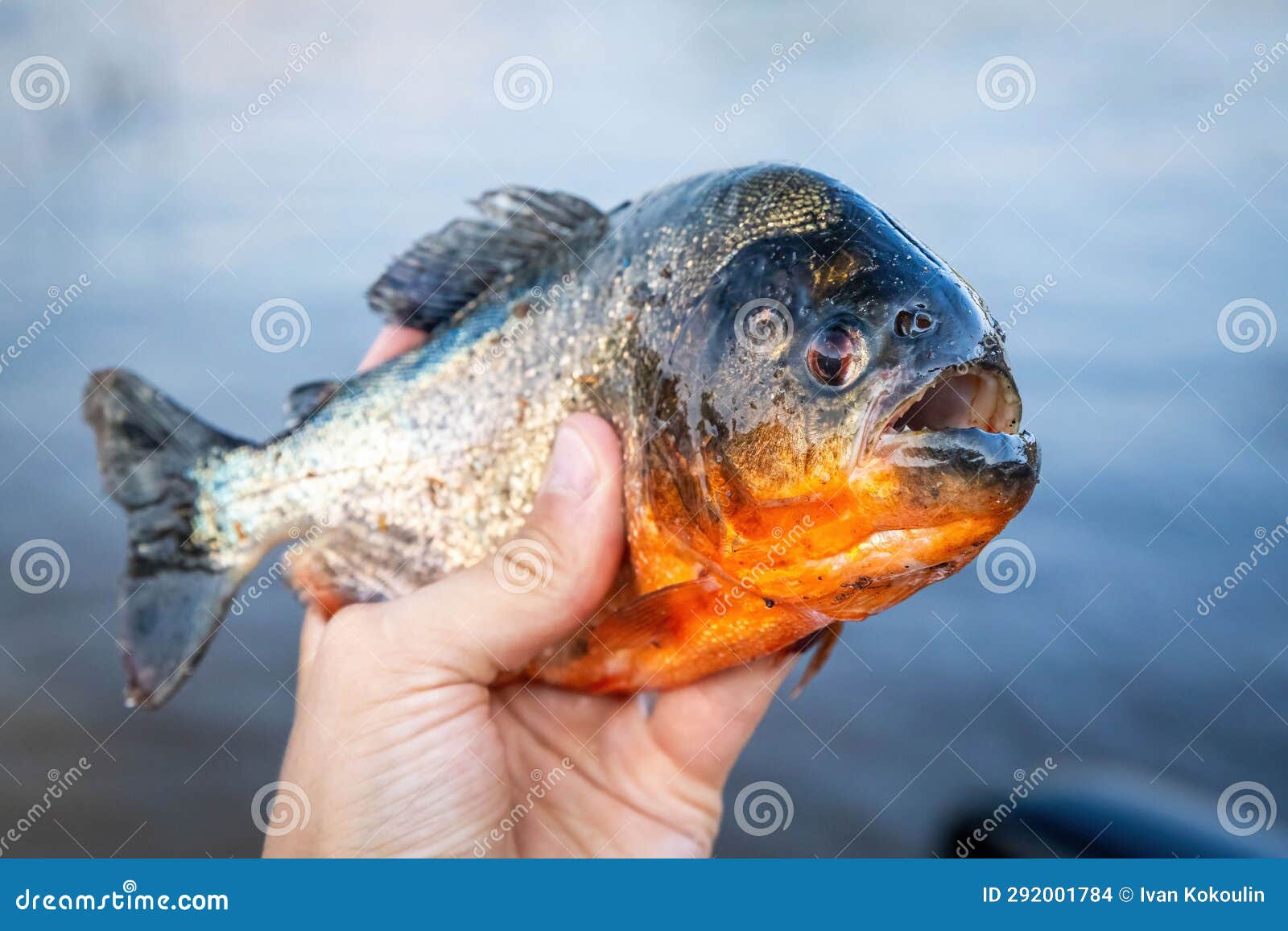 Close-up Amazon Brazil River Piranha Dangerous Fish Stock Photo - Image ...