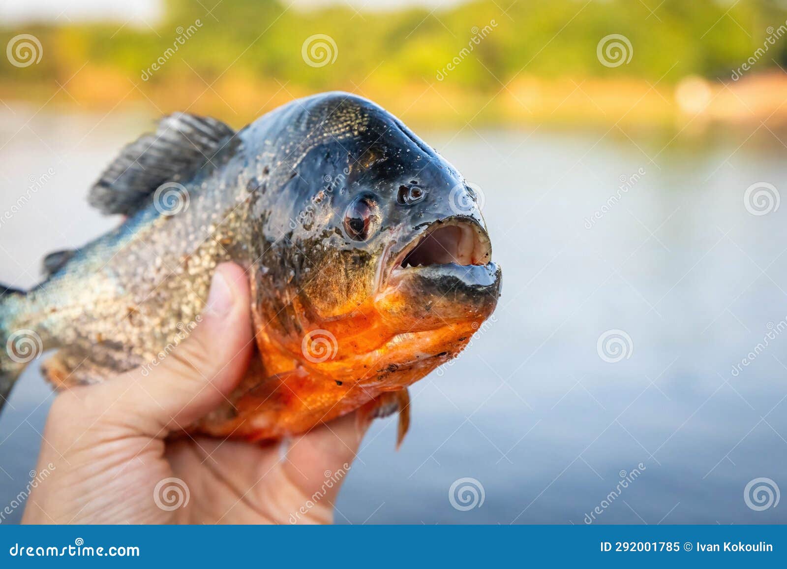Close-up Amazon Brazil River Piranha Dangerous Fish Stock Image - Image ...