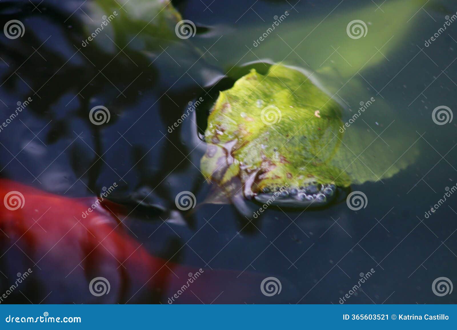 Amazon Sword Plant Green Veins Leaf Texture Royalty-Free Stock Photo ...