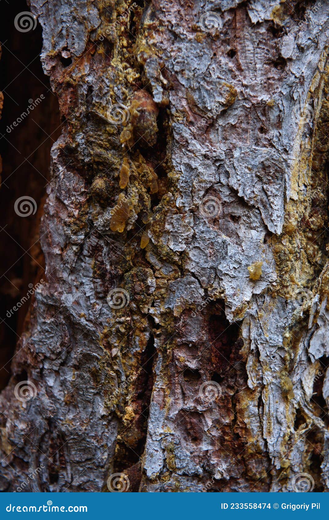 Close Up of Amber Resin on Pine Bark Stock Photo - Image of grunge ...