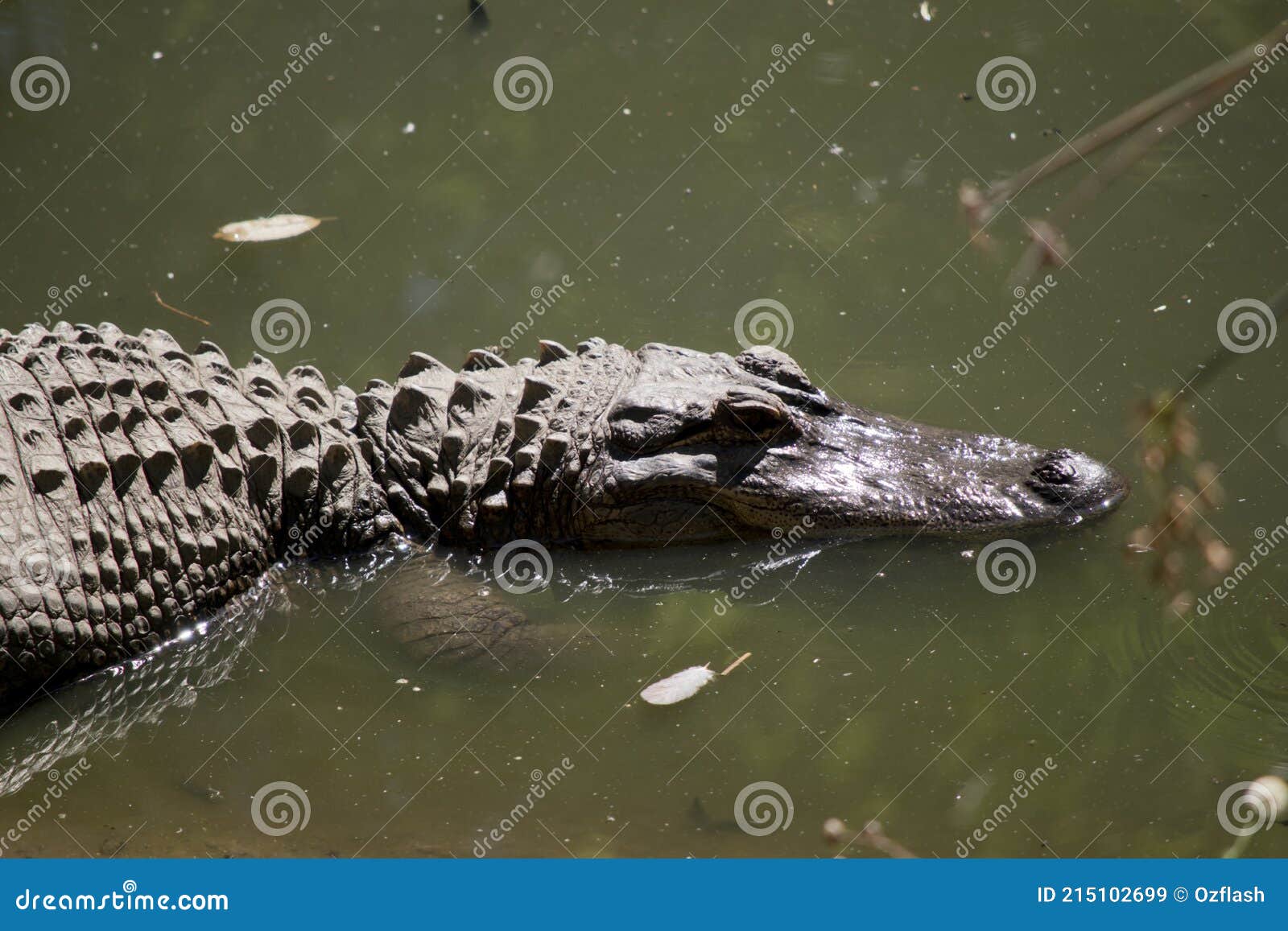 This is a Close Up of an American Alligator Stock Image - Image of ...